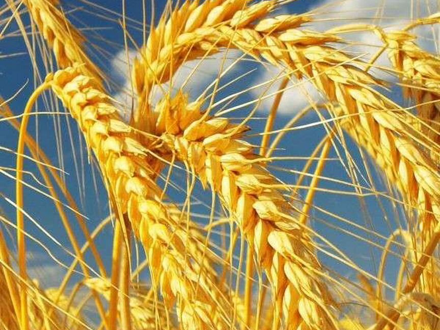 Пшеница - овёс - ячмень- просо красное-зерно