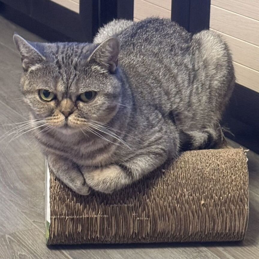 Кошка смесь жкщот с шотланкой