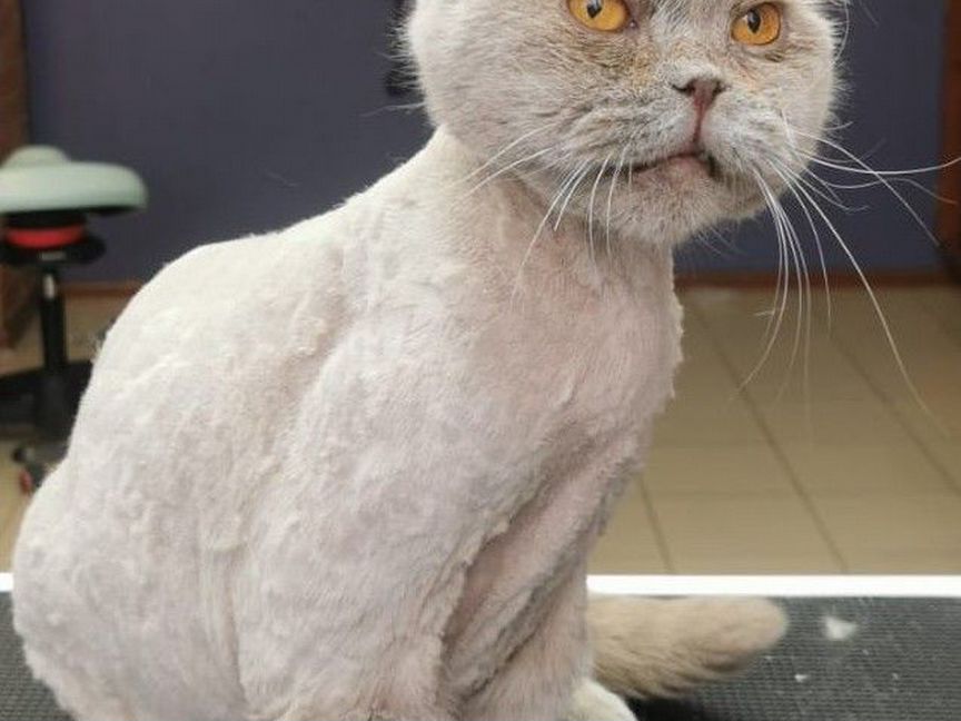 Шотландская лиловая вислоушка