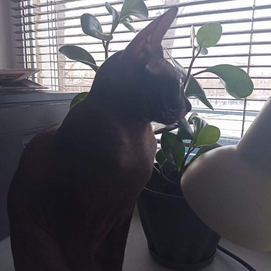 Канадский сфинкс черный