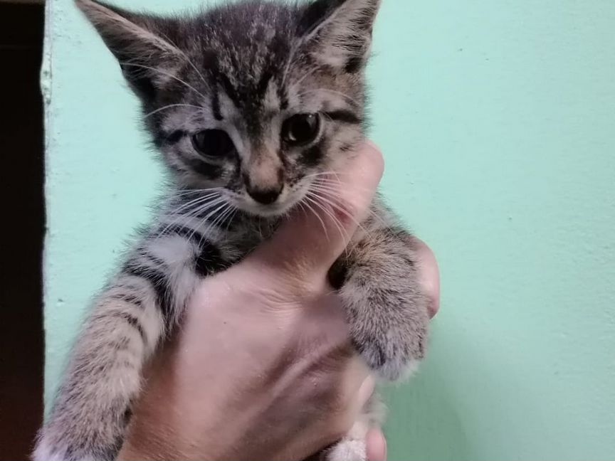 Кошка в дар