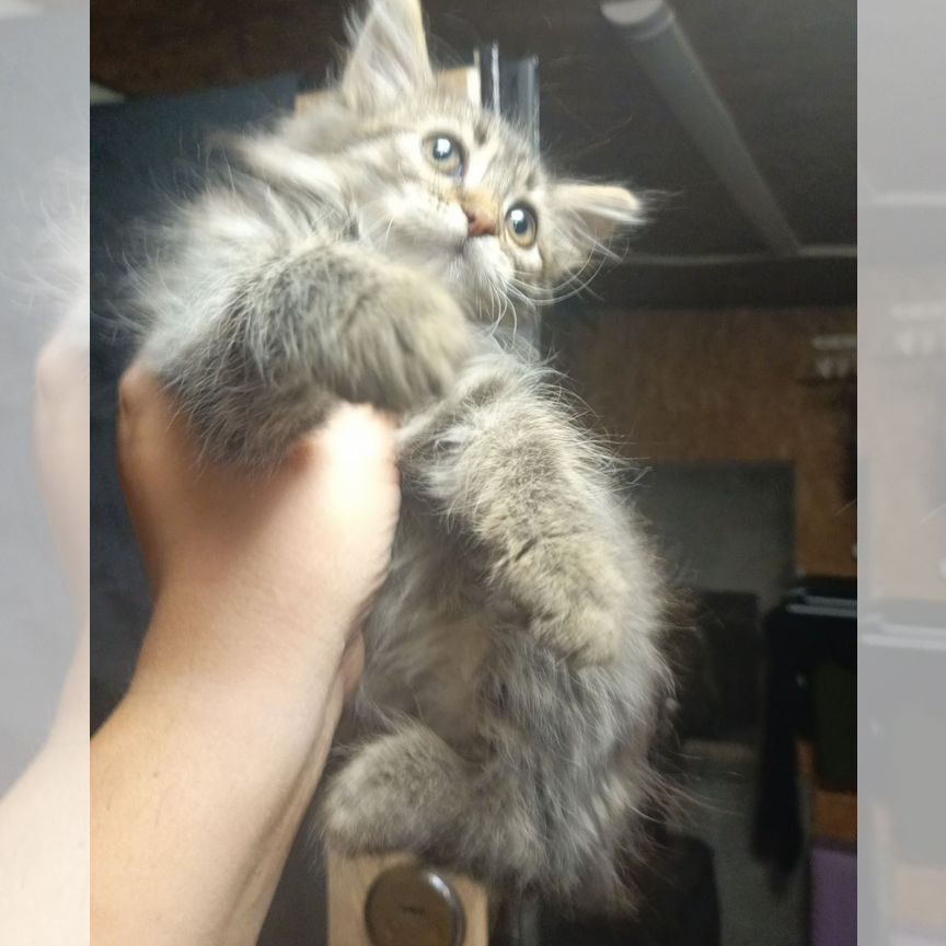 Котёнок в добрые руки