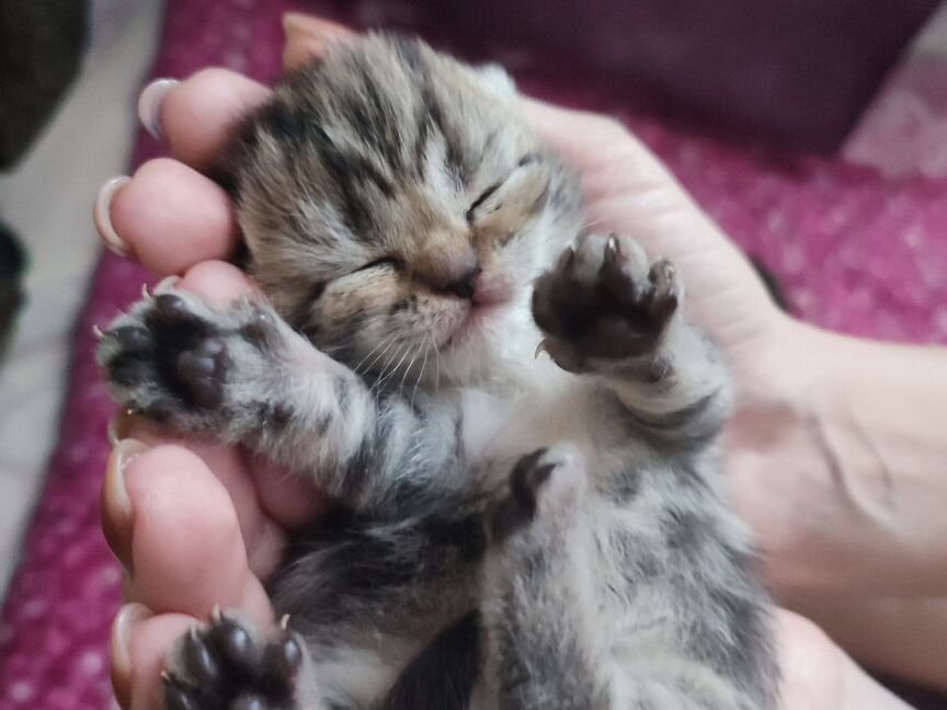 Кошки породистые
