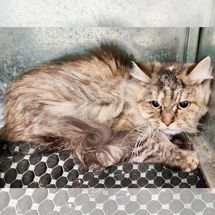 Сибирская, взрослая кошка