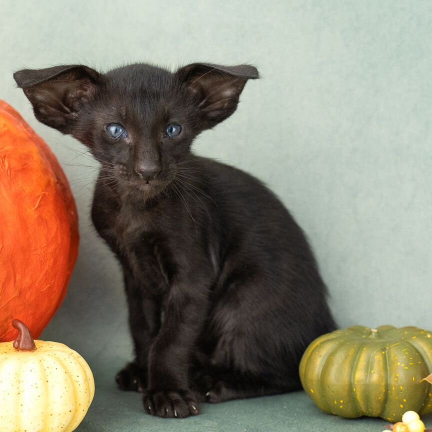 Ориентальные экстрим