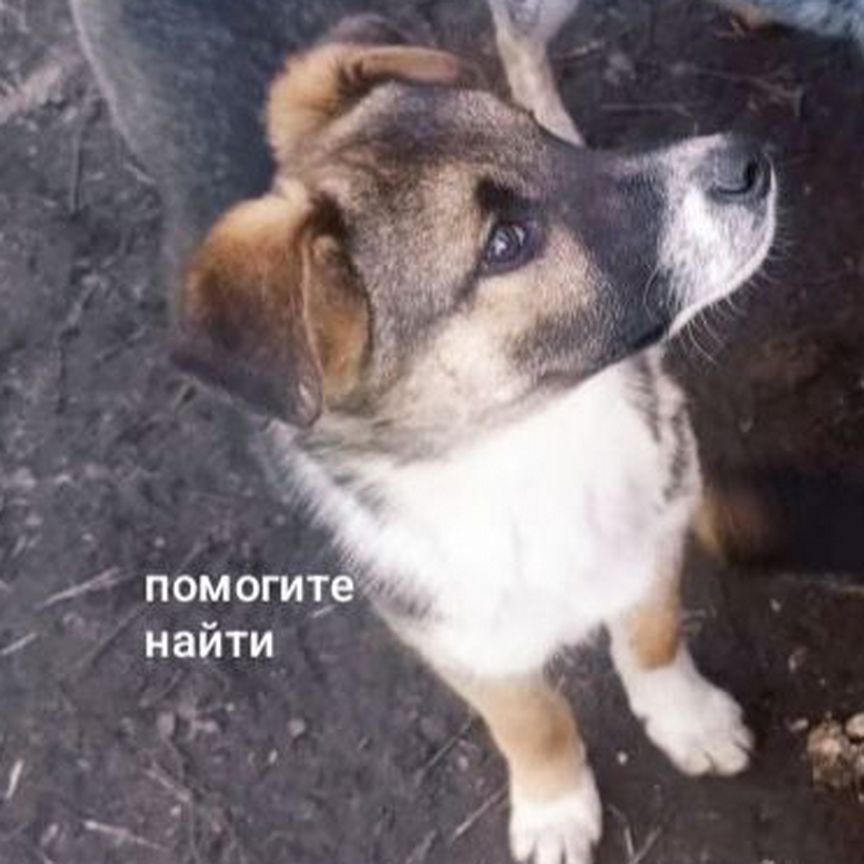 Щенок в добрые руки