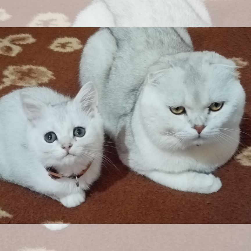 Шотландская