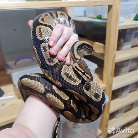 Королевская змея