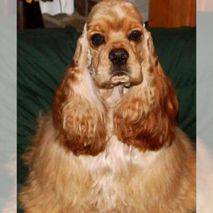 Американский кокер спаниель