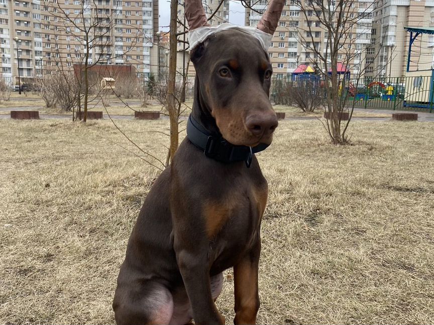 Собака доберман щенок