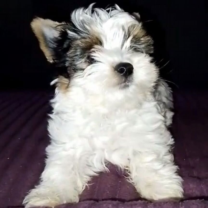 Йоркширский терьер, щенок