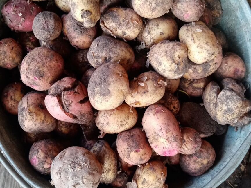 Продам картофель на корм скоту