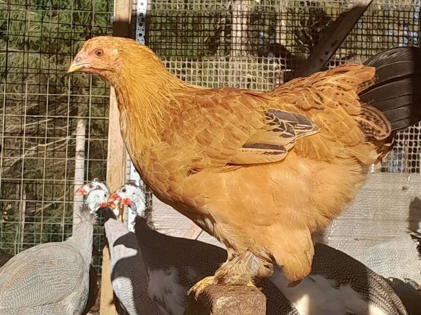 Куры и петухи