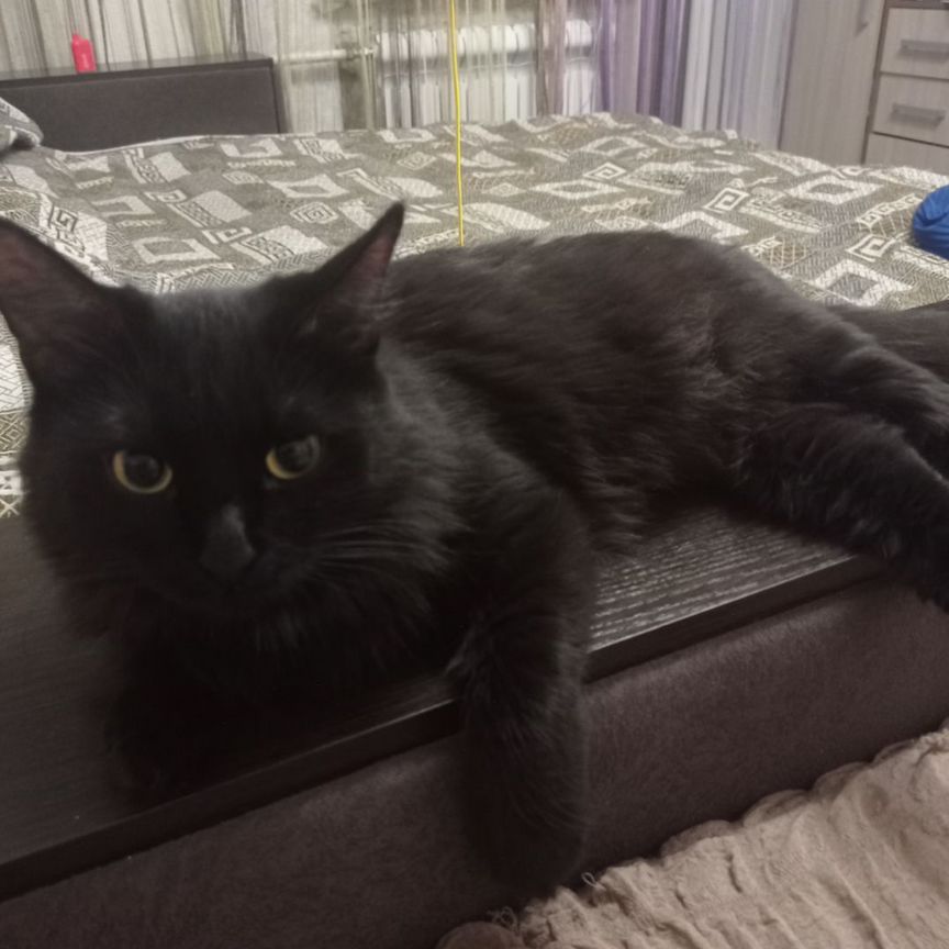 Кошечка в добрые руки