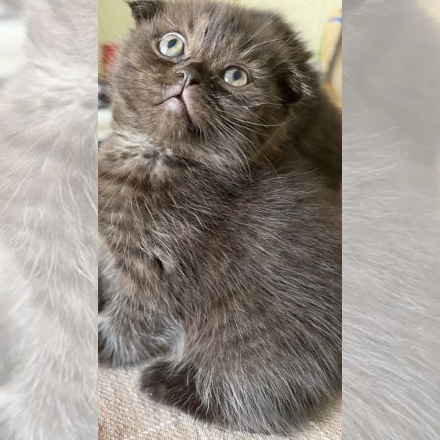 Шотландский вислоухий длинношёрстный котёнок