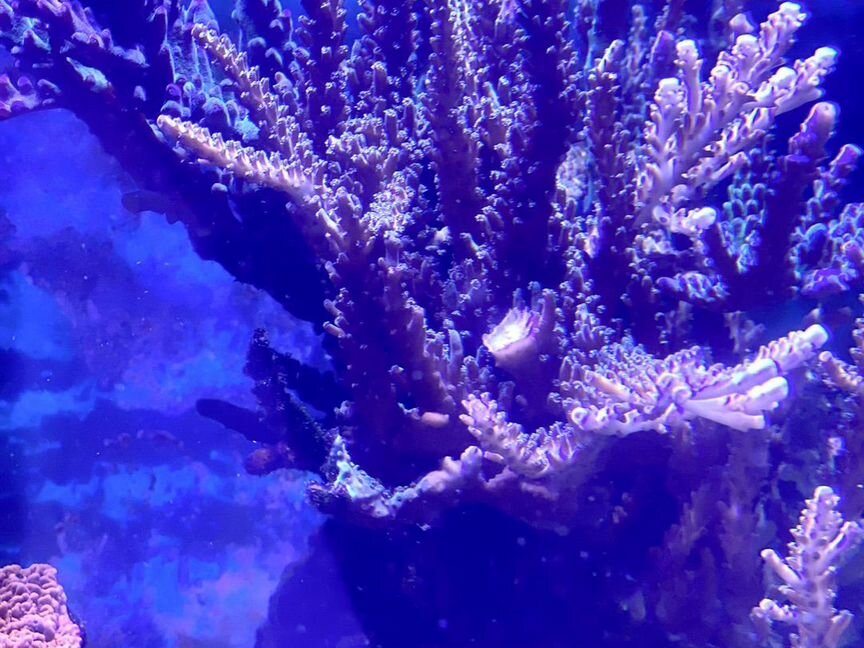 Акропора (морской аквариум)