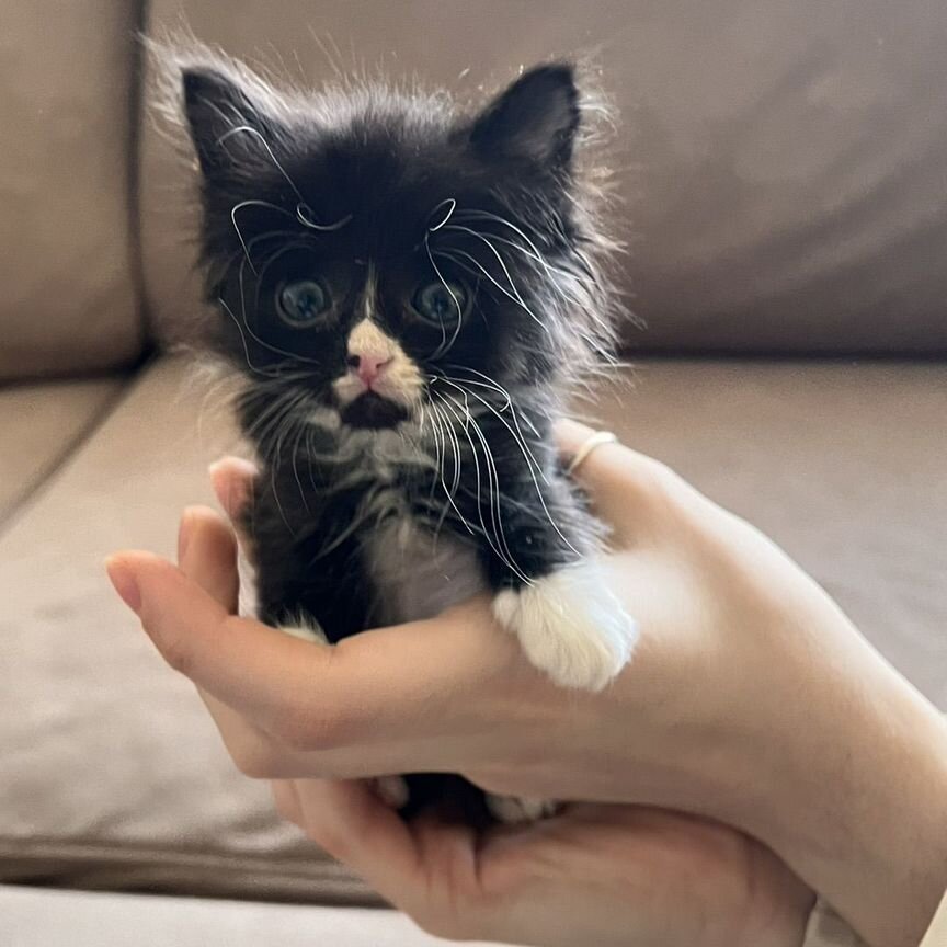 Котенок 1 месяц