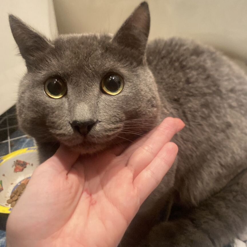 Британский короткошёрстный, взрослый кот