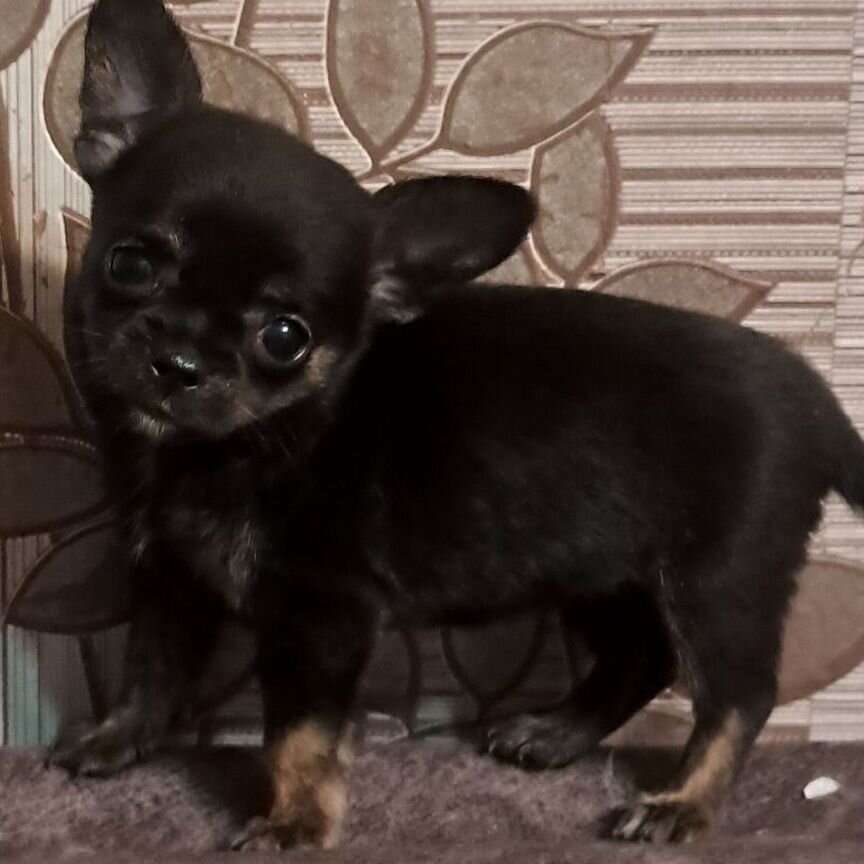 Чихуахуа, щенок