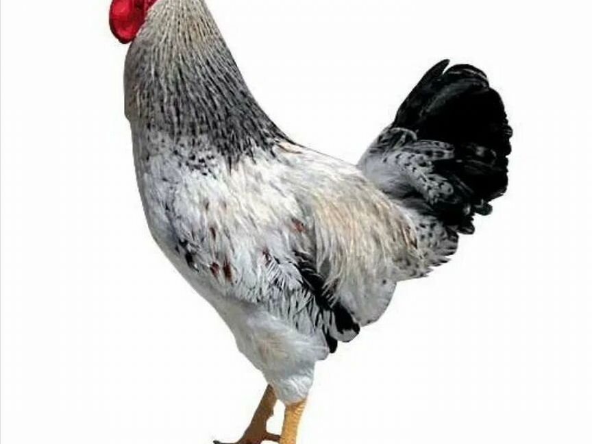 Петушок доминант