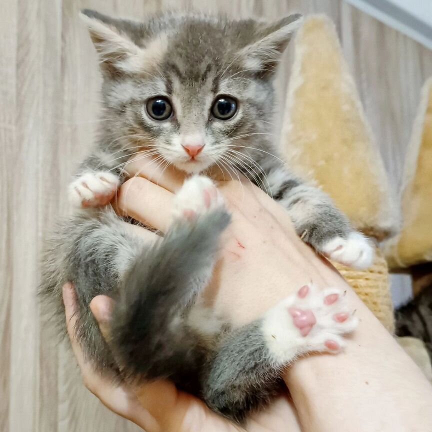 Котята малышки в добрые ручки
