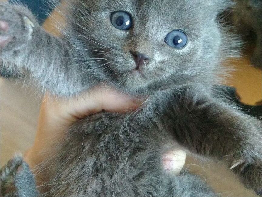 Полу-британцы. Три котёнка