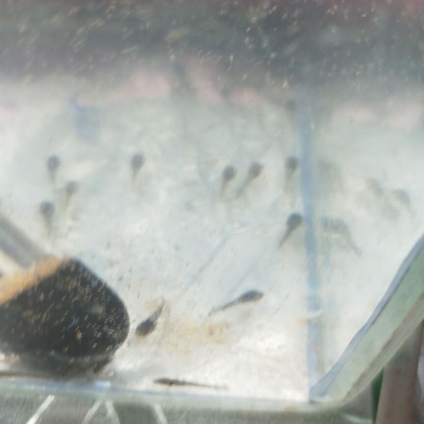 Анцитрусовые сомики два возьмёте третий в подарок