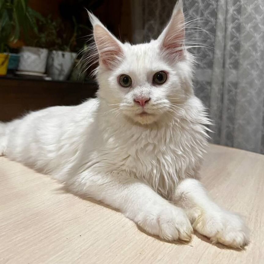 Мейн-кун котёнок