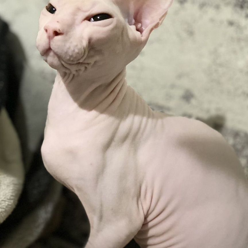 Донской сфинкс кошка