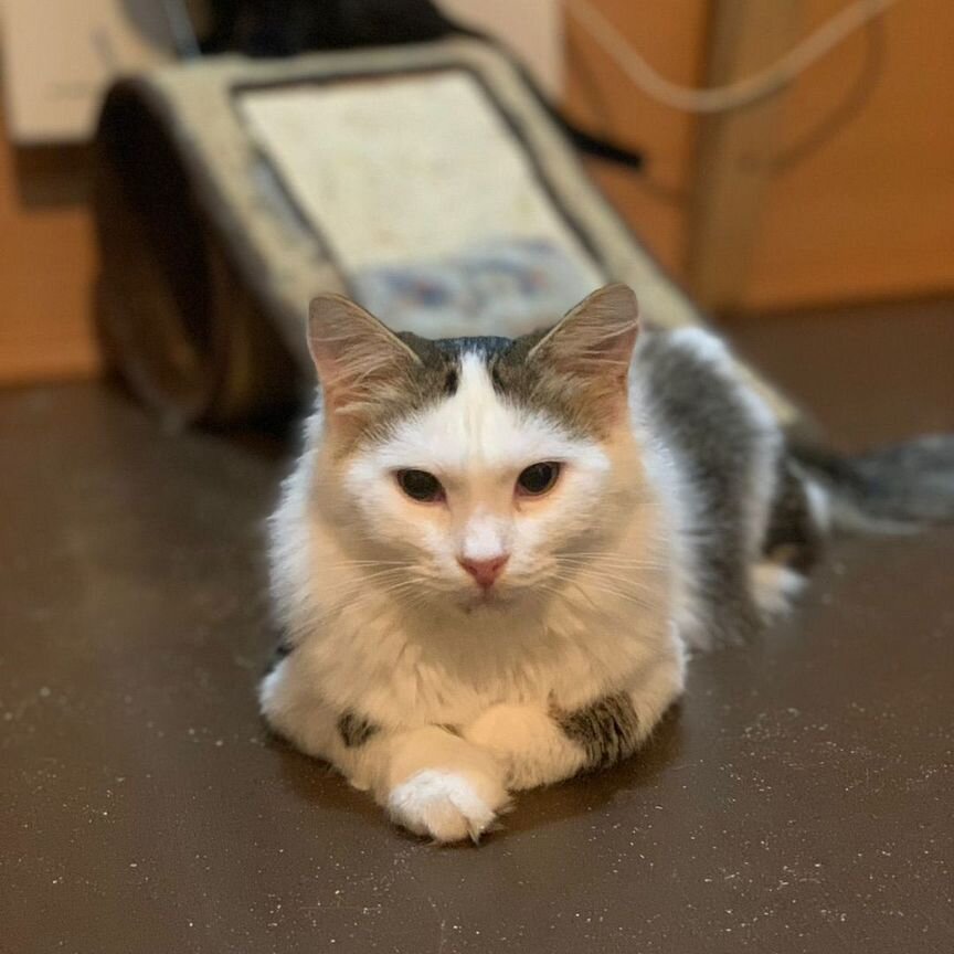 Коты и кошки бесплатно