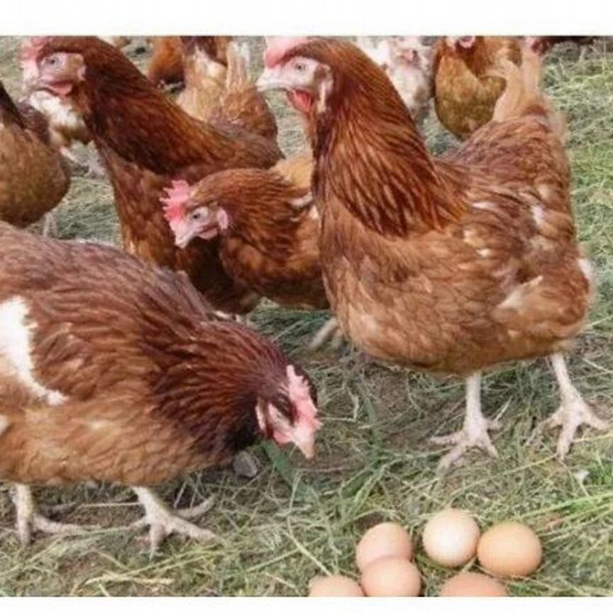 Куры несушки