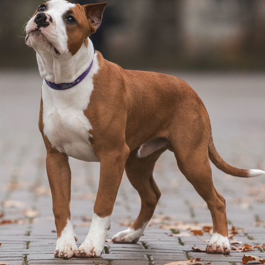 Американский стаффордширский терьер, щенок