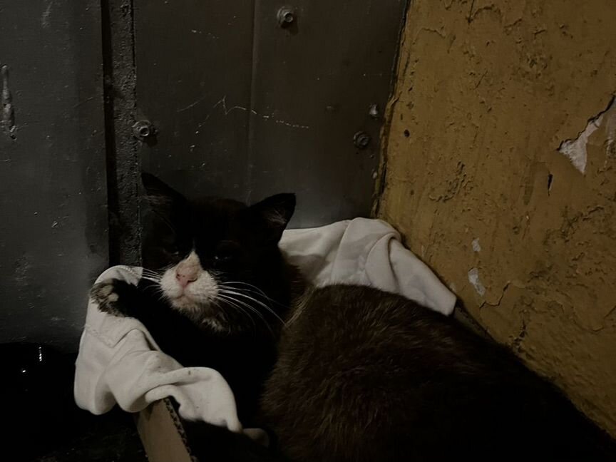 Найден кот сиамский