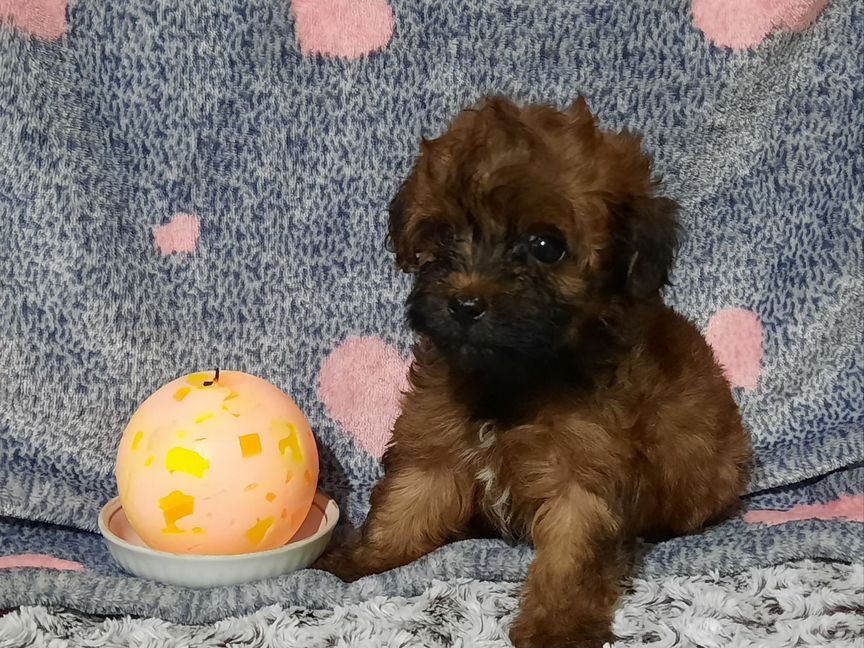 Щенки мальтипу мини