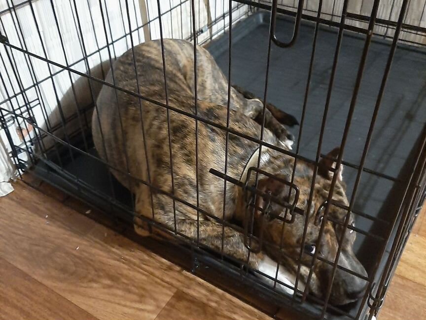 Американский стаффордширский бультерьер