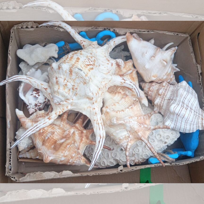 Морские ракушки большие