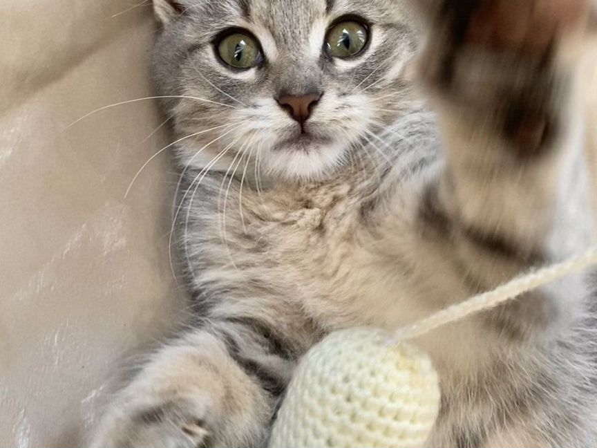 Кошка