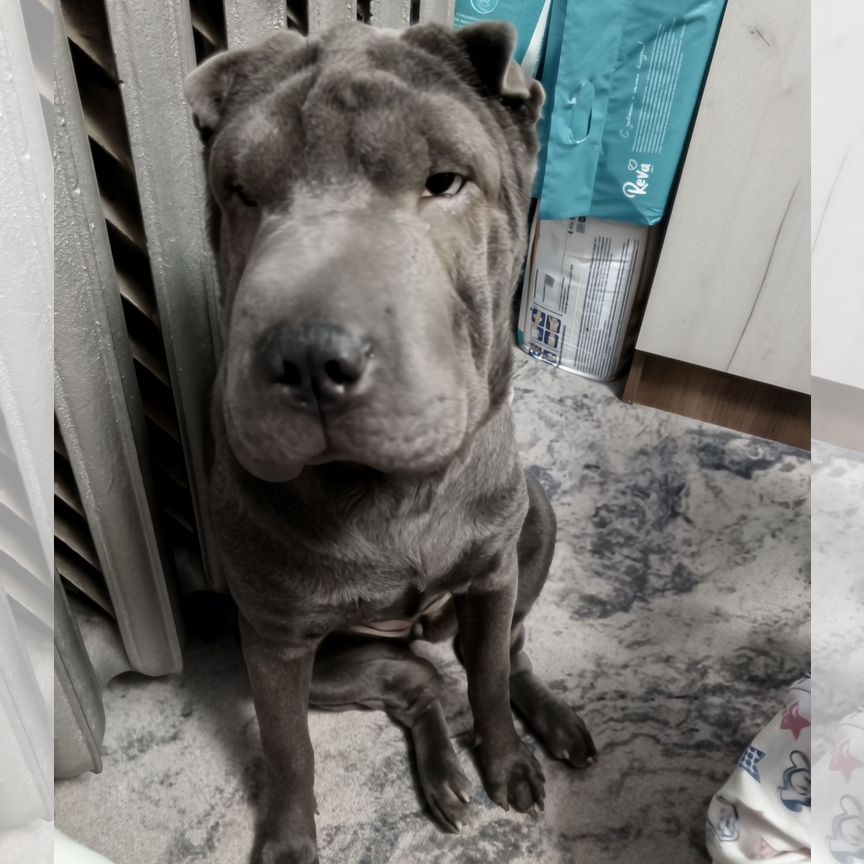 Шарпей, щенок