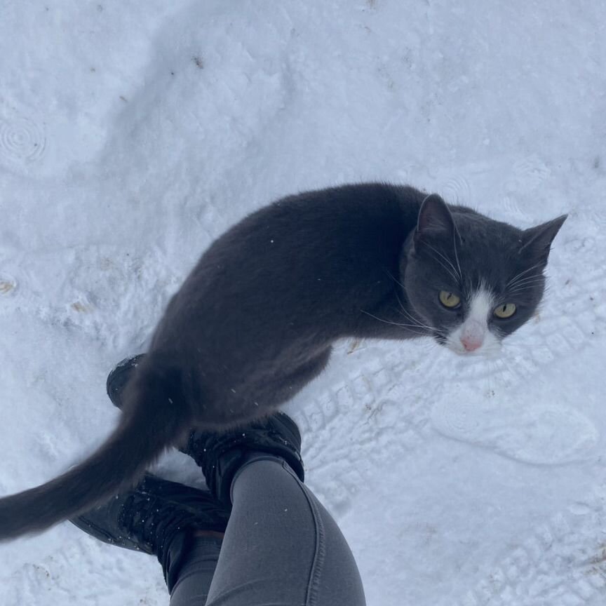 Найдена кошка