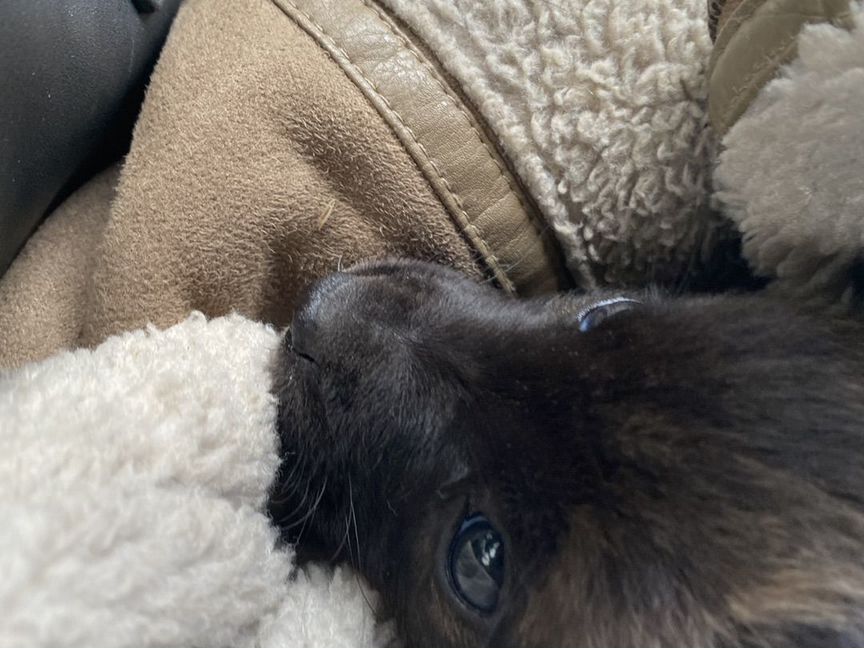 Щенок в добрые руки маленькой собаки