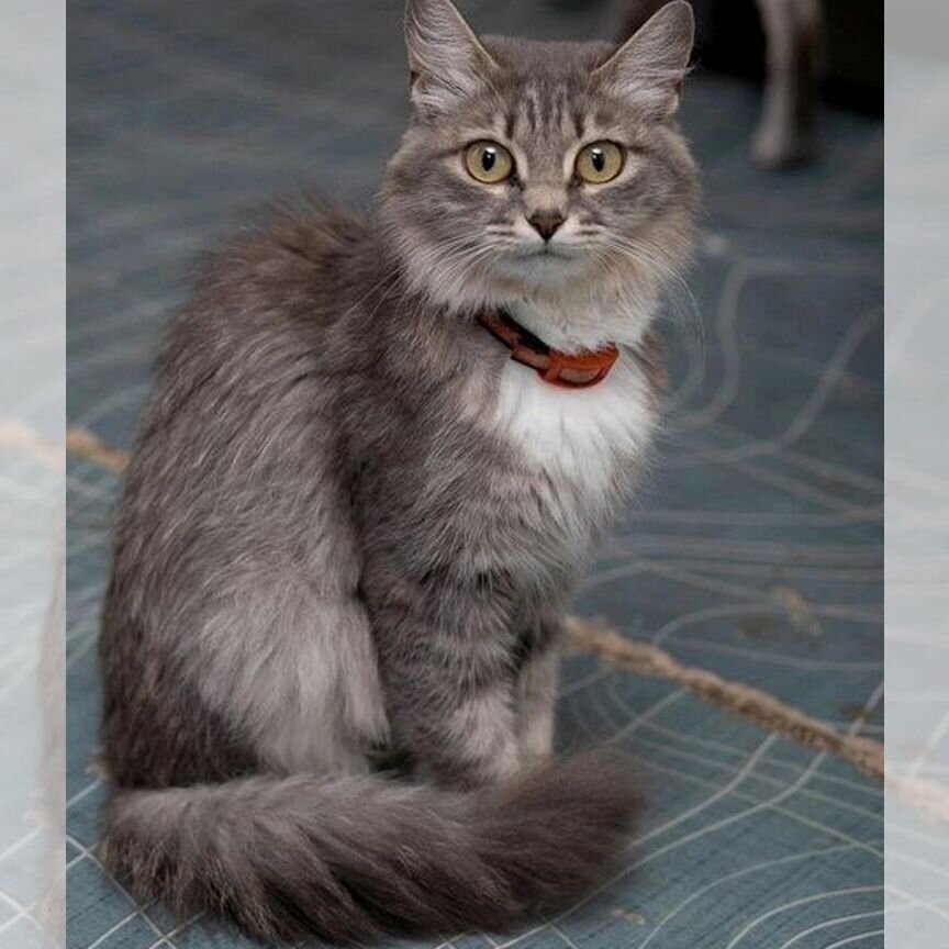 Котенок Лулу в добрые руки