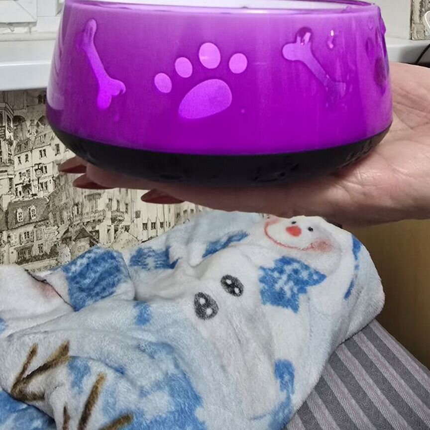 Миски для собак и костюм зимний