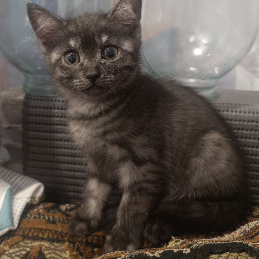 Отдам бесплатно кошечку