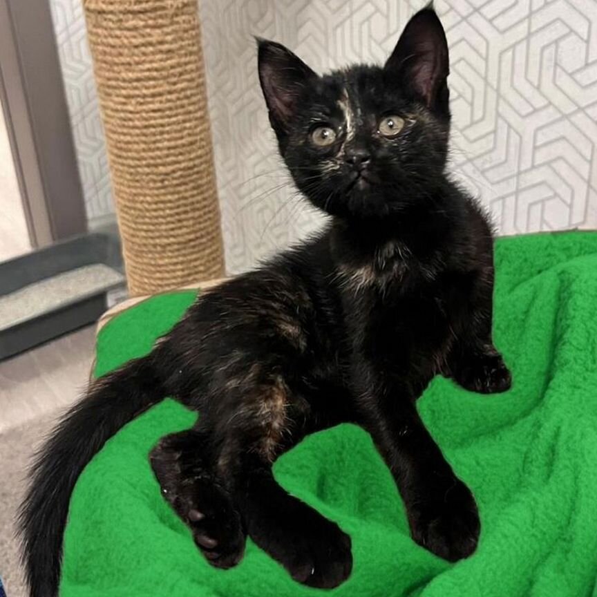 Котёнок в добрые руки