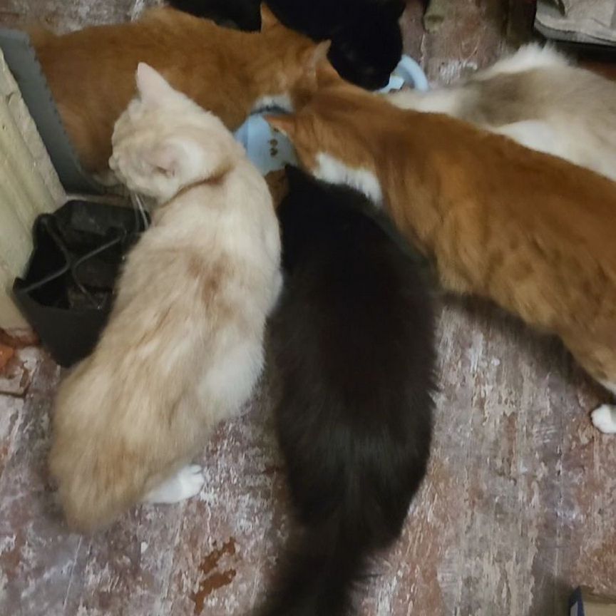 Котёнок Тася помощь