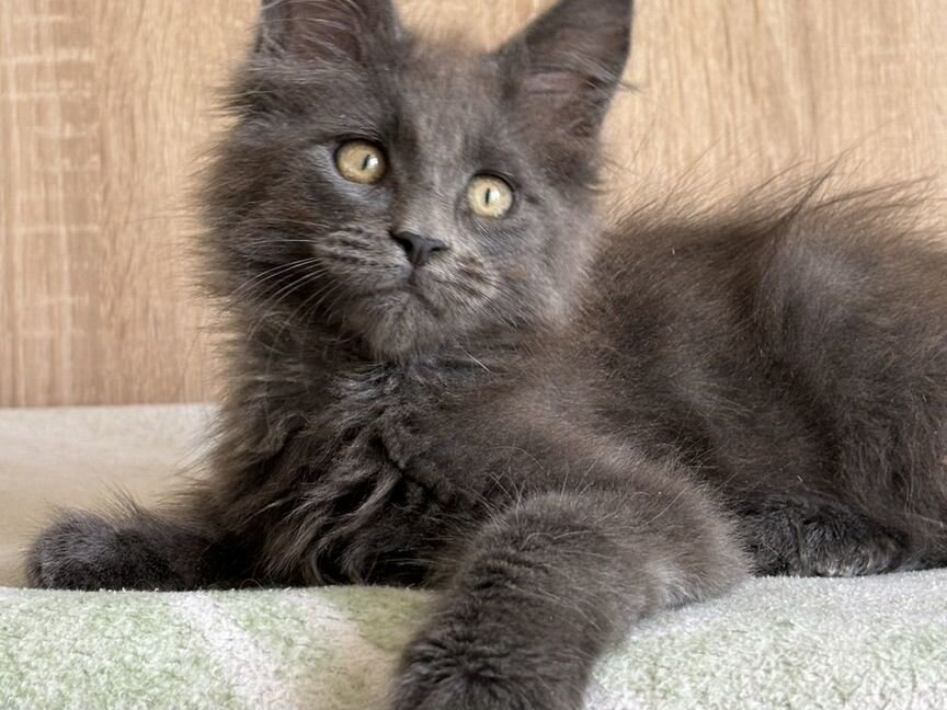 Кот мейн-кун