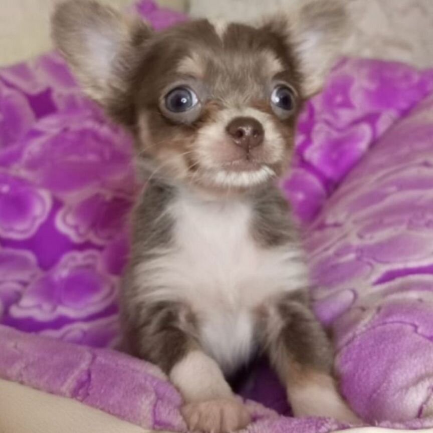 Новогодние гномы