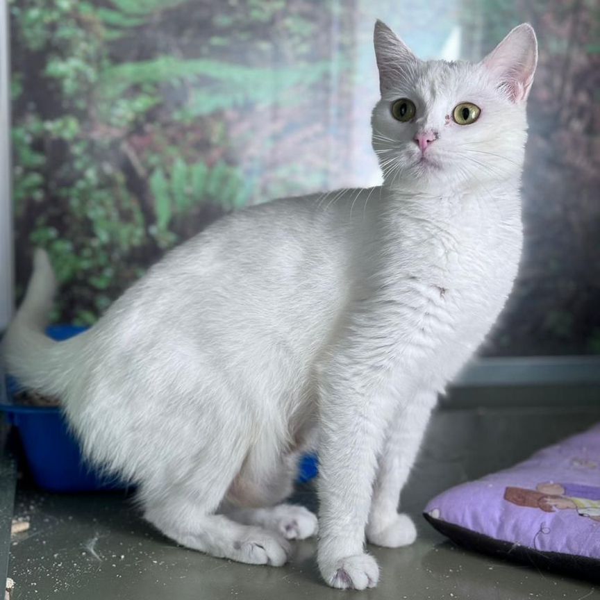 Снежинка, белоснежная кошка из приюта в добрые рук