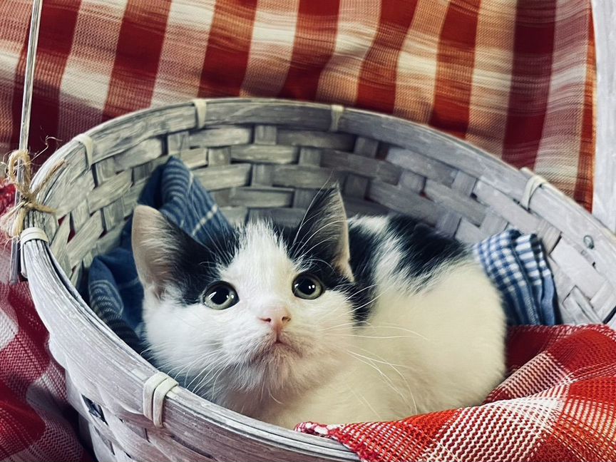 Котенок