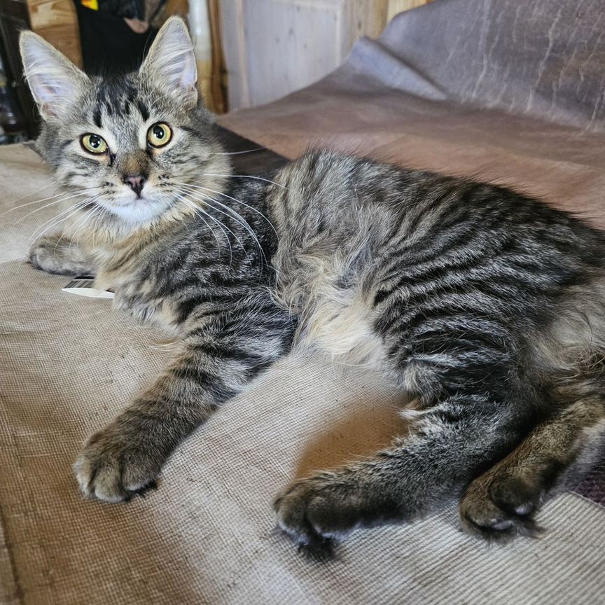Красивый котик
